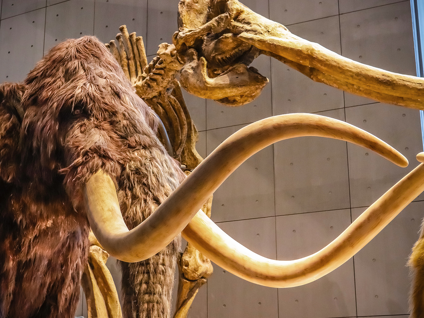 Woolly Mammoth Statue | ubicaciondepersonas.cdmx.gob.mx Woolly Mammoth Statue | ubicaciondepersonas.cdmx.gob.mx
